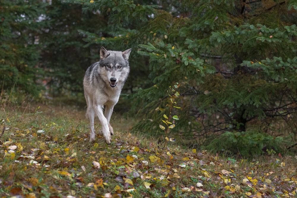 Alpha Pure - Turmeric At Its Purest